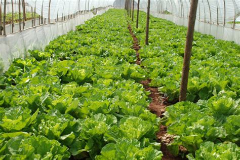 白菜种植技术种植前先对土壤翻耕整地 发财农业网