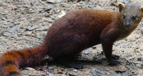 Eupleridae Of Madagascar