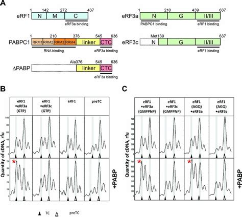 Pabp Increases The Stop Codon Recognition By Release Factors A A