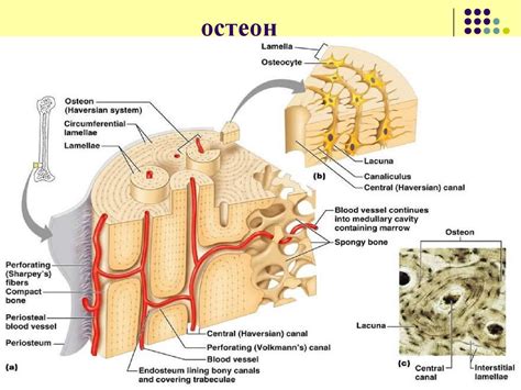 Остеология - презентация онлайн