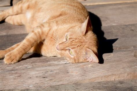 Premium Photo Yellow Cat