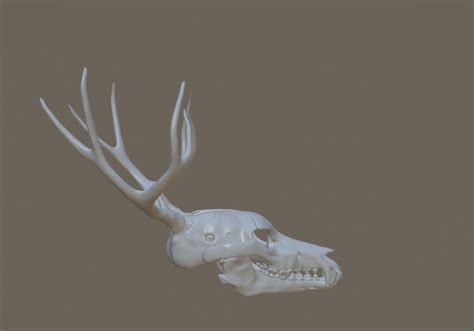 Wendigo Skull V1 3d Model 3d Printable Cgtrader