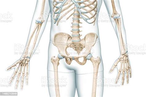 골반 또는 골반 거들 뼈 정면 보기에는 복사 공간이 있는 흰색으로 분리된 신체 3d 렌더링 그림이 있습니다 인간의 골격 해부학