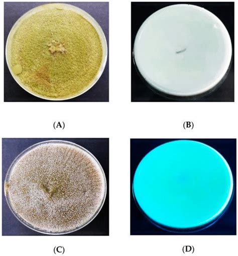 Morphology Of Aspergillus Flavus Encyclopedia Mdpi