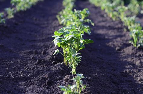 Preparación del terreno para el cultivo