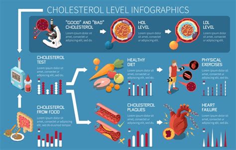 Cholesterol Level Infographics Royalty Free Vector Image
