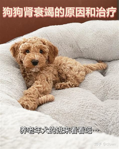 关于狗狗慢性肾衰的症状、原因及治疗 知乎