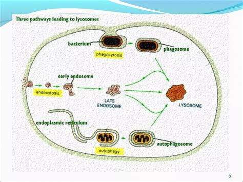 Lysosome And Mitochondria Eukaryotic Organless Ppt