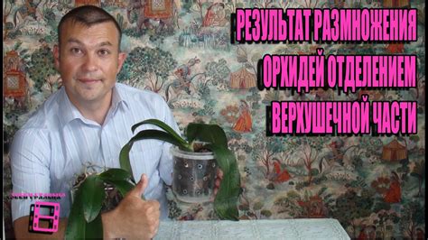 РЕЗУЛЬТАТ РАЗМНОЖЕНИЯ ОРХИДЕЙ ОТДЕЛЕНИЕМ ВЕРХУШЕЧНОЙ ЧАСТИ ОРХИДЕИ