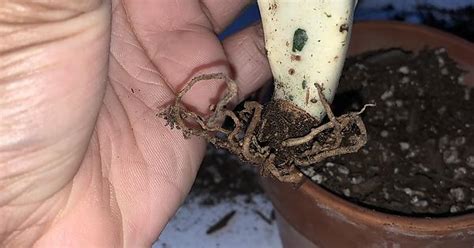 Big Euphorbia Album On Imgur