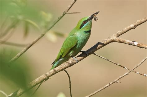 African Green Bee Eater Birdforum Opus Birdforum