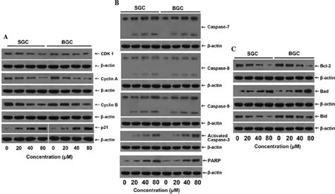 Cantharidin Ctd Affects The Expression Of A G 2 M Phase Associated