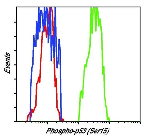 Phospho P53 Ser15 Monoclonal Antibody C 381 0 Invitrogen 100 μl