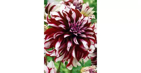 Dalia Dekoracyjna Tartan Dahlia