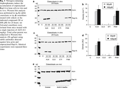 Nitrogen Containing Bisphosphonates Induce The Accumulation Of Download Scientific Diagram