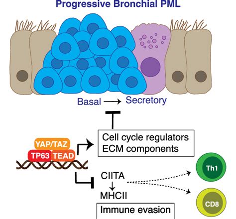 Model For YAP TAZ TEAD TP63 Transcriptional Complexes In Bronchial