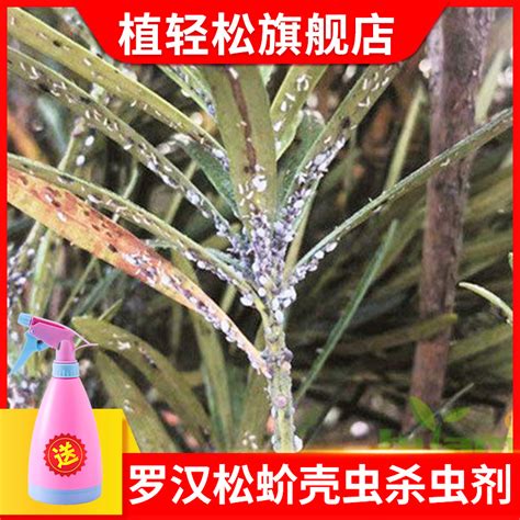 松树蚧壳虫 蚧壳虫天敌介壳虫 大山谷图库