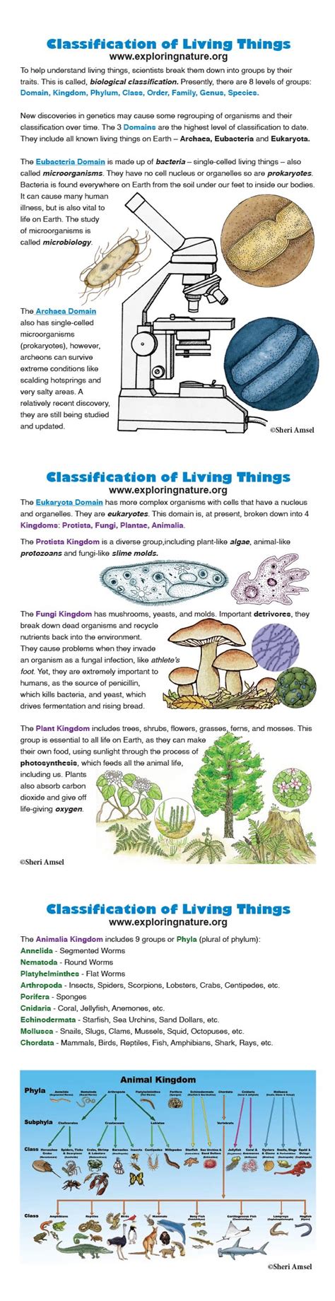 Classification Giant Poster