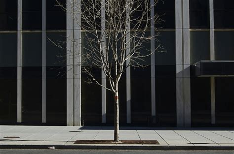 Phylogenetic Tree Quiz Phylogeny Practice Test