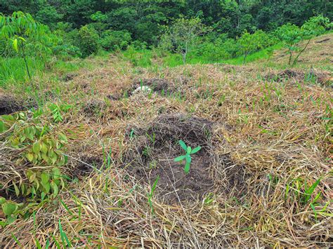 Yopal Fortalece La Protección De Sus Fuentes Hídricas Dinamica