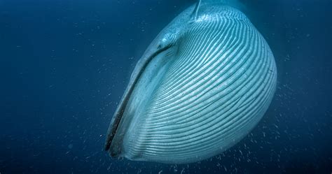 Rare Footage Of Blue Whales Feeding Captured Information Society