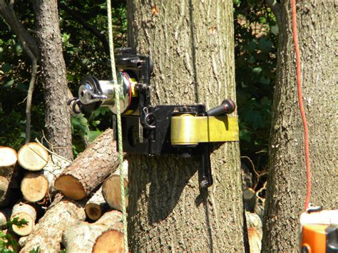 Tree Removal Pine Barrens Tree