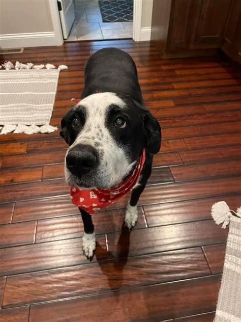 I Was So Very Proud Of Daisy K9 And Kitty Care By Katie