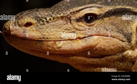Lizard Scales Close Up Stock Videos And Footage Hd And 4k Video Clips