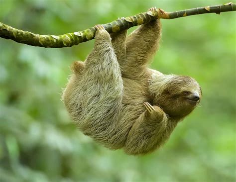 Sloth 2025 Incredible Facts Habitat Diet And More