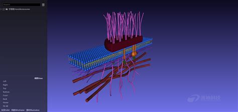 医知苑 3D医学人体解剖学形态学数字化教学平台