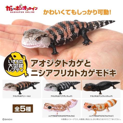 全新現貨 萬代bandai 生物大圖鑑藍舌石龍子＆西非肥尾守宮 瘤尾＆豹紋守宮 扭蛋 蝦皮購物