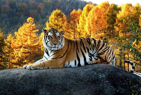 横道河子虎园大山谷图库