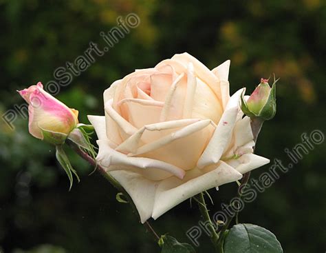 Фото Белая роза с двумя бутонами ФотоСтарт сайт любительской фотографии фото цветов