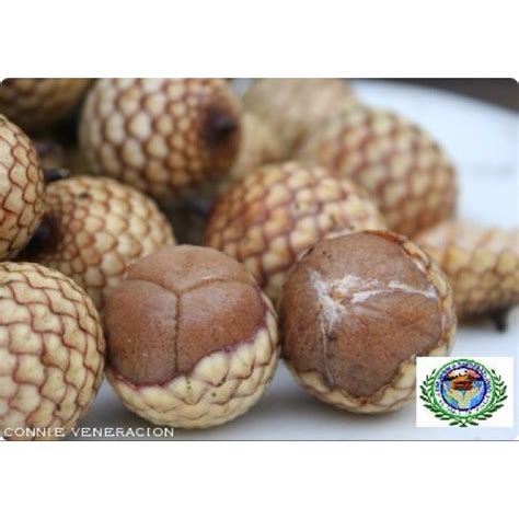 1000+ images about Filipino Fruit on Pinterest | The philippines ...