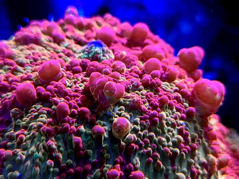 Maryland Mature 4 Color Purple Monster Bounce Eclectus Reef2reef