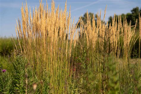 How To Grow Karl Foerster Feather Reed Grass In Your Yard
