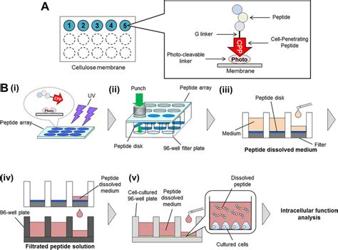 Schematic Representation Of Peptide Array Based Intracellular