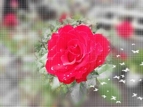 And Butterflies Roses Hd Wallpaper Wallpaperbetter