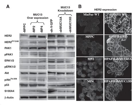Muc13 Gene Semantic Scholar