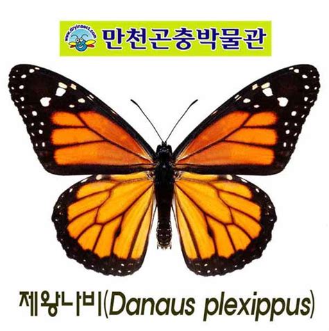 황제나비제왕나비danaus Plexippus 선착순 30마리
