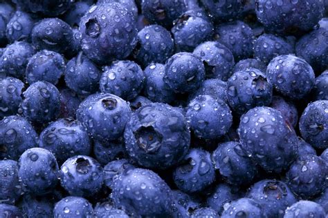 Blueberry The Nobacconists