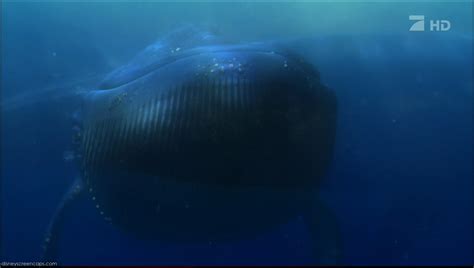 Image Nemo 7218  Pixar Wiki Fandom Powered By Wikia