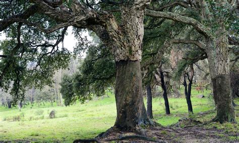 Agullana Descobre Os Territórios Corticeiros