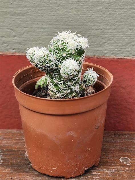 a pot of mini cacti on top of a wooden shelf stock image image of