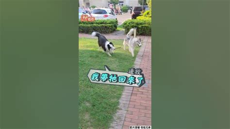 飼主鬆開牽繩邊牧秒察覺！「二哈跑走」飛速幫拖回來｜tvbs新聞｜擠看看 Shorts Youtube