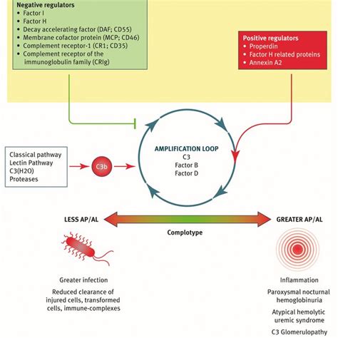The Amplification Pathwayamplification Loop For C3 Activation In