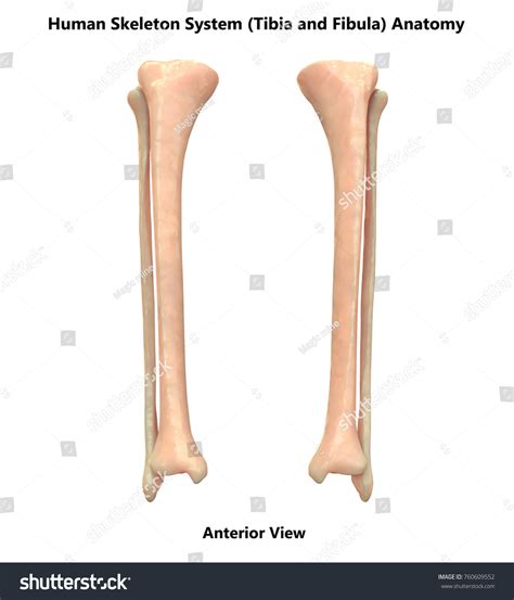 3d Illustration Human Skeleton System Tibia Stock Illustration