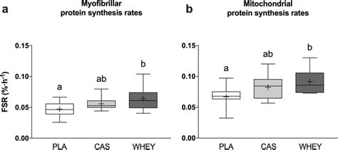 Overnight Myofibrillar A And Mitochondrial B Protein Synthesis