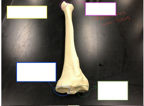 Tibia Diagram Quizlet