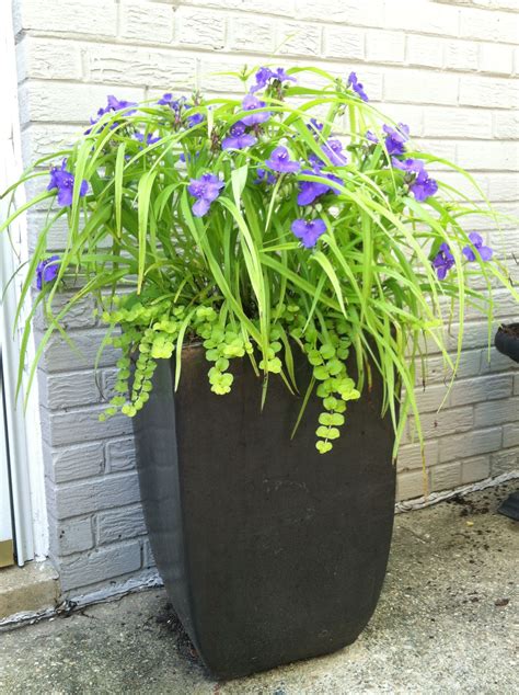Spiderwort And Creeping Jenny Garden Containers Container Plants